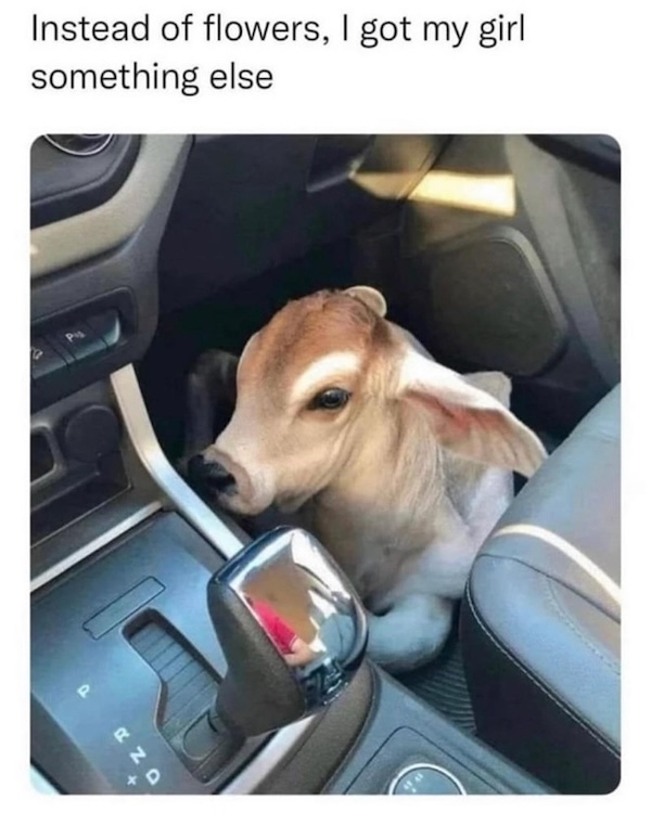 Animals: They were born to become memes