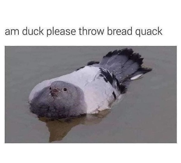 Animals: They were born to become memes