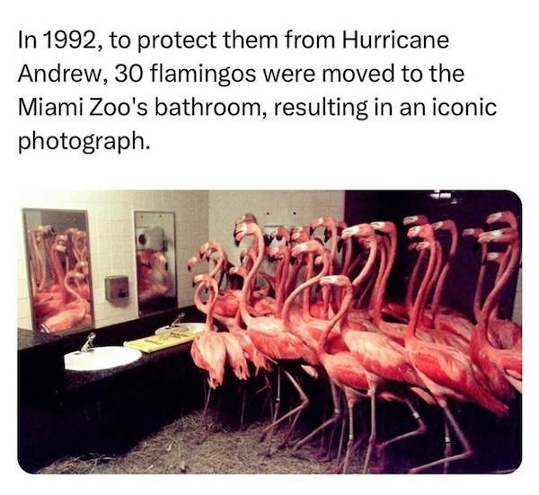 Animals: They were born to become memes