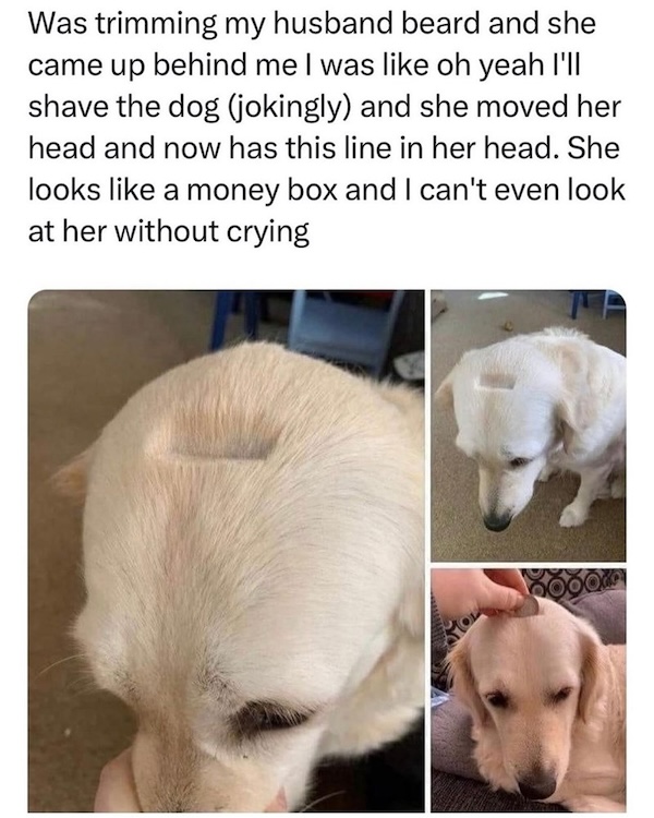 Animals: They were born to become memes