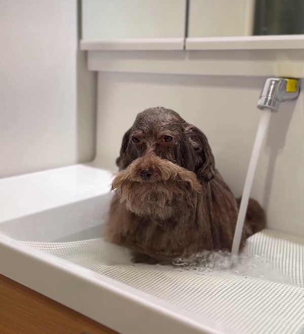 Dog... or Inter-Dimensional Crytid Demon? You Decide