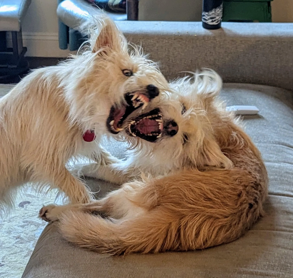 Dog... or Inter-Dimensional Crytid Demon? You Decide