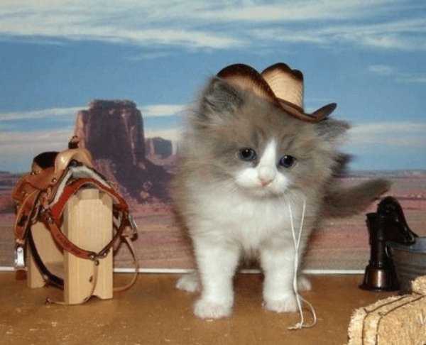 Cats on a Saturday? Heck Yeah Brother!