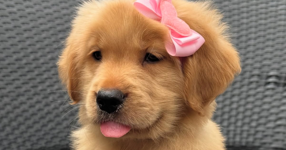 Daily Afternoon Randomness | Random Memes, Photos & Gifs - theCHIVE