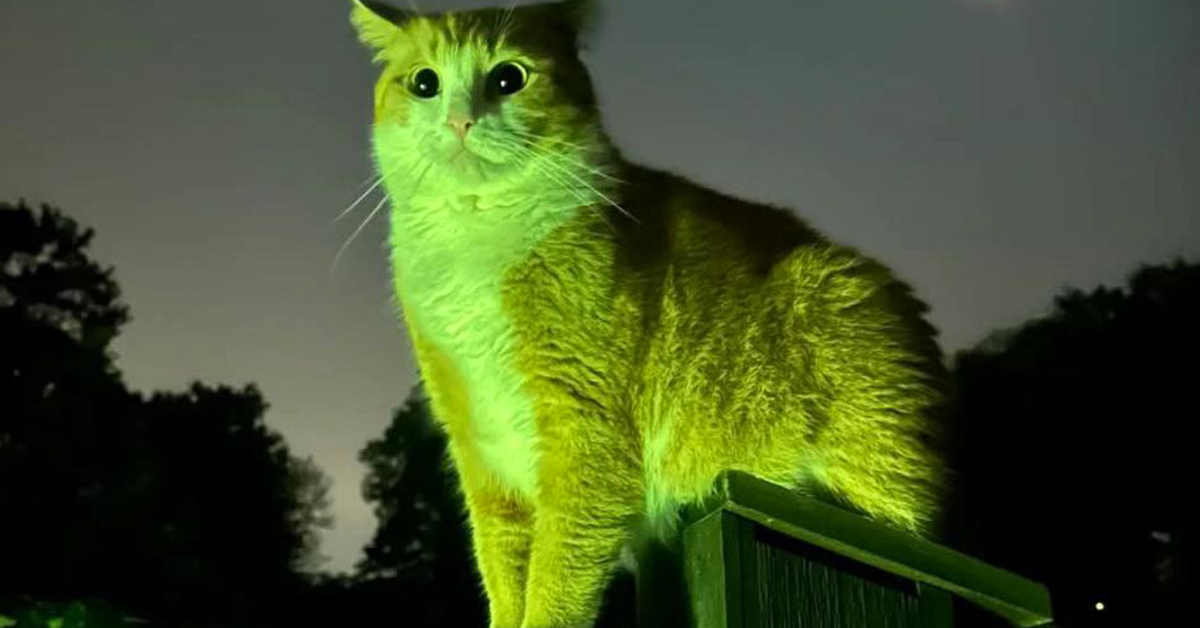 Daily Afternoon Randomness | Random Memes, Photos & Gifs - theCHIVE