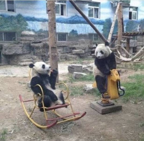 Funny animals, wild & domesticated, that had us cackling