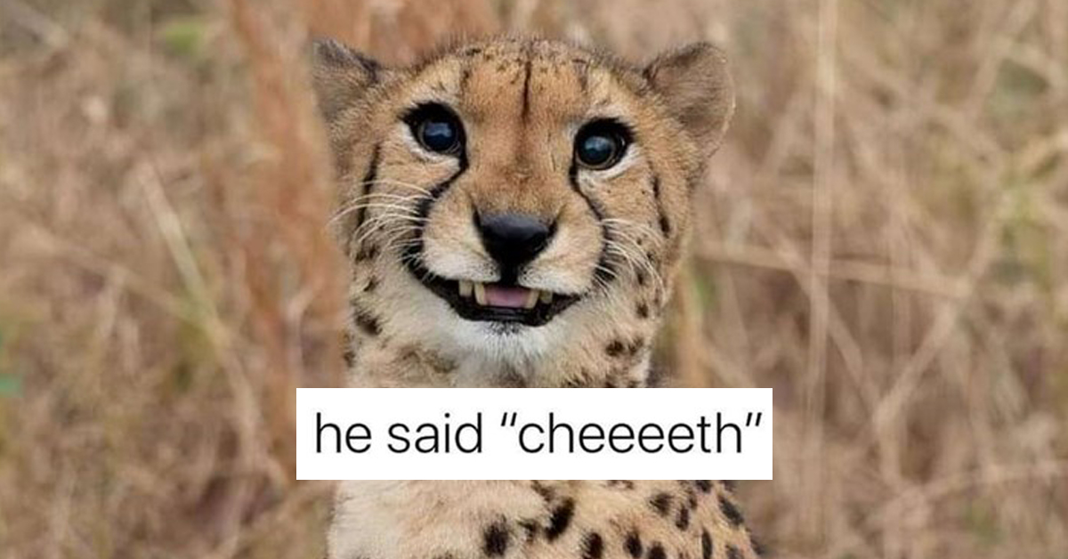 Funny Animal Pictures | Funny Pet Videos - theCHIVE