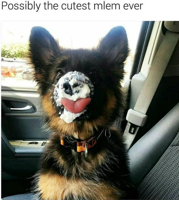 Mind-LESS morning Memes are Funny Stupid yet Too TRUE for Work Sucks