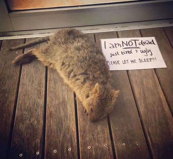 Daily Afternoon Randomness