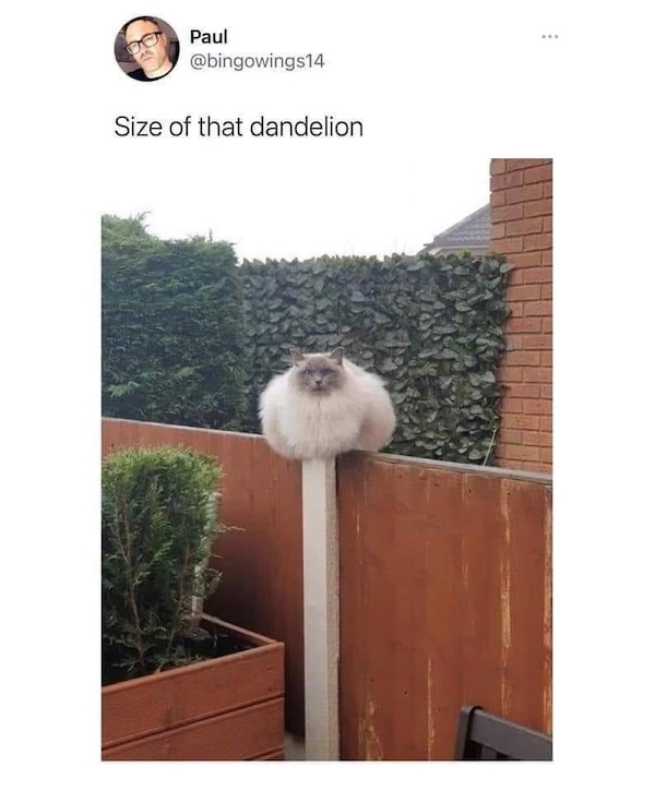 Daily Afternoon Randomness