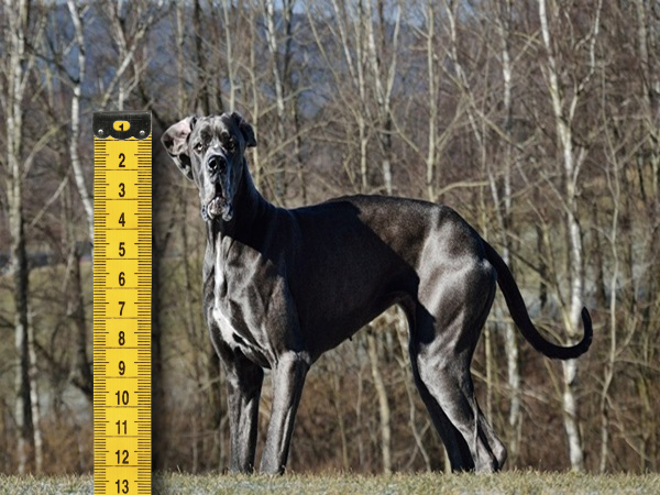 World Records Held by Dogs?! Yes Please!