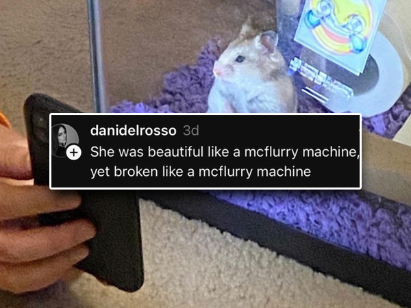 Moronic Memes 4 Dummies (34 Photos)