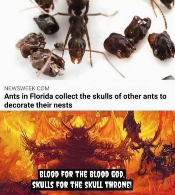 Daily Evening Randomness (Nightcap)