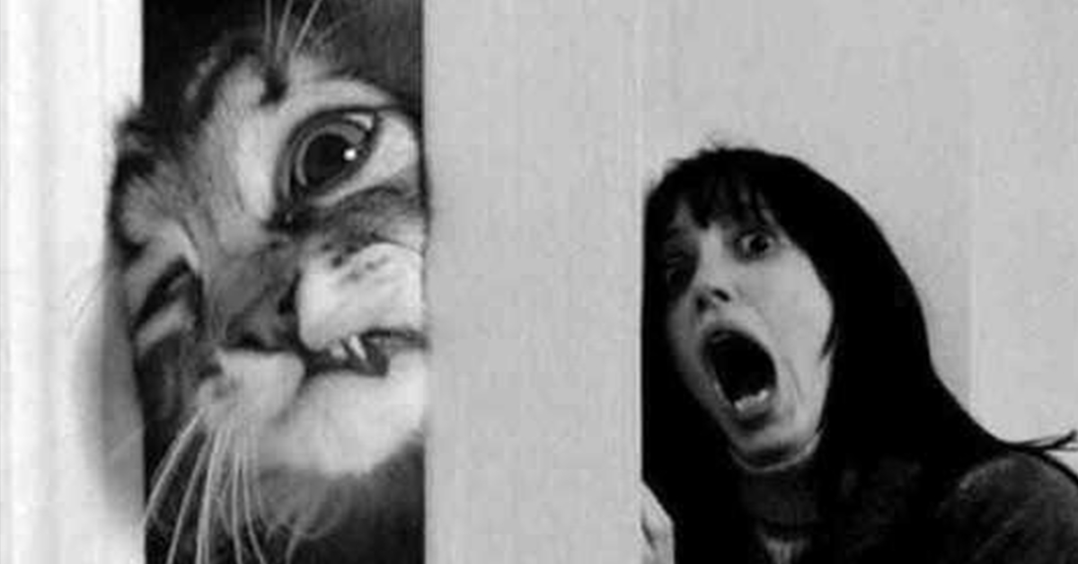 Daily Afternoon Randomness | Random Memes, Photos & Gifs - theCHIVE