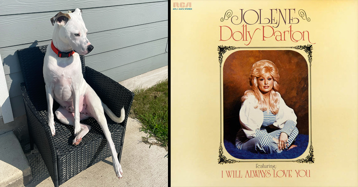 Songs about dogs are just further proof why they're man's best friend