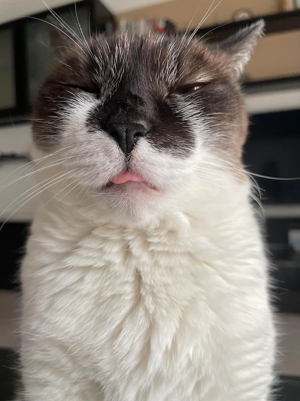 These Snoozy Animals Put the "Awww" in Yawn (34 Photos)