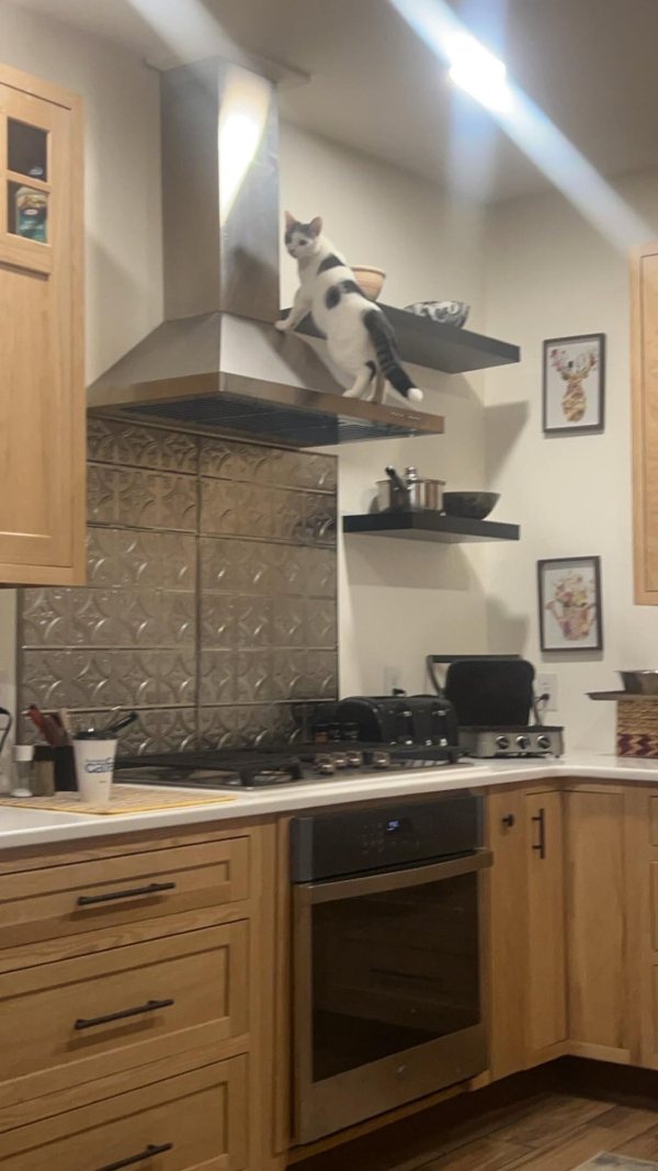 You Wanted Cats? You Got Cats!