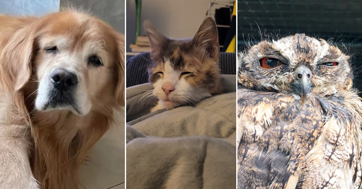 sleepy animals
