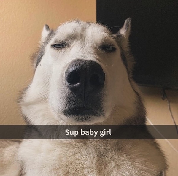 These Snoozy Animals Put the "Awww" in Yawn (34 Photos)