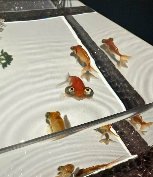 Grab yourself a slice of viral internet photos first thing in the AM