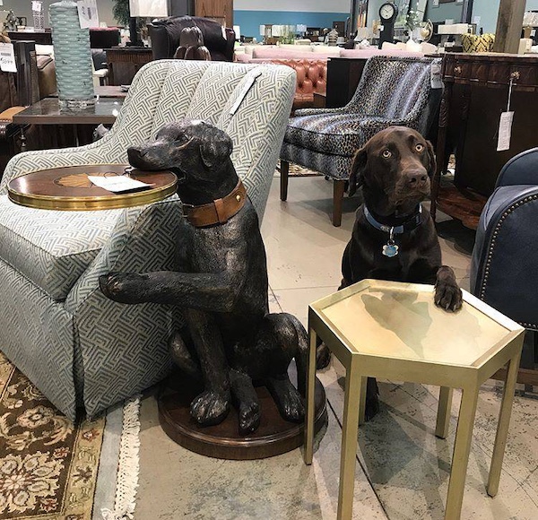 Funny animals, wild & domesticated, making us all laugh out loud