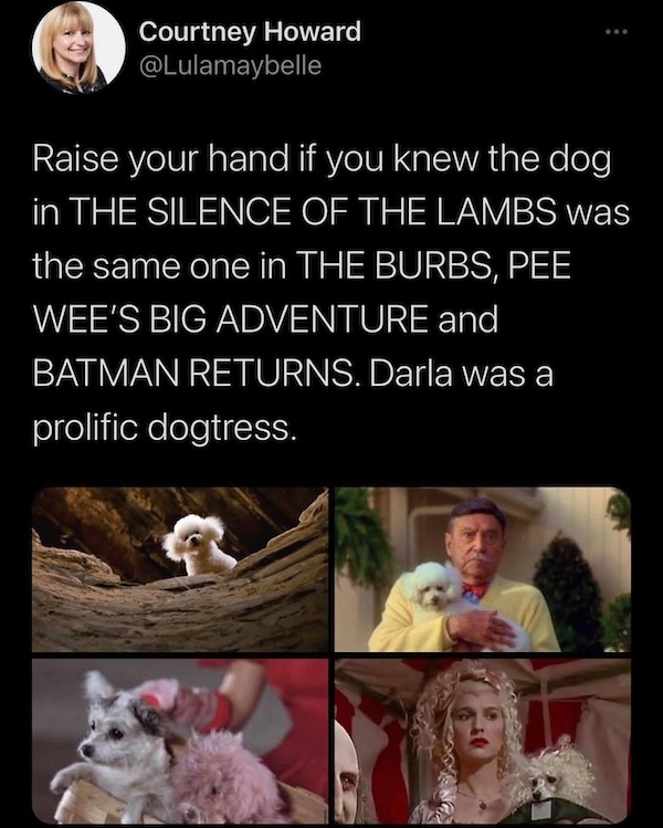 Silly Stupid Memes for Snoozy Sunday Sloths (37 Photos)