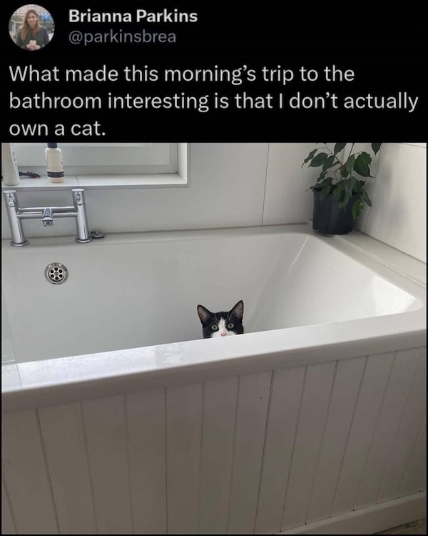 You looking for purrfect Cat Memes? We've got purrfect Cat Memes