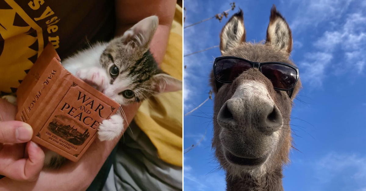 Funny Animal Pictures | Funny Pet Videos - theCHIVE