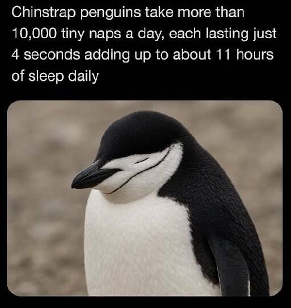 Funny animals, wild & domesticated, making us all laugh out loud