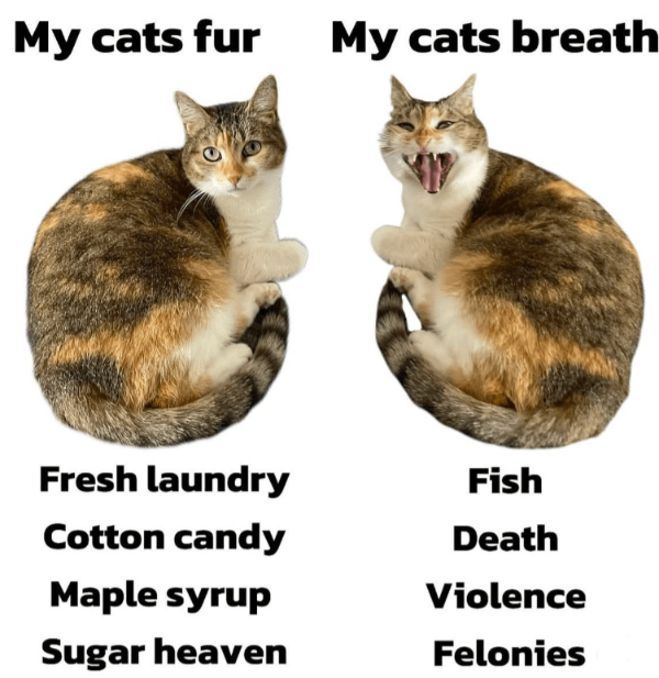 Cat Saturday Is in Full Swing Baaabyy!