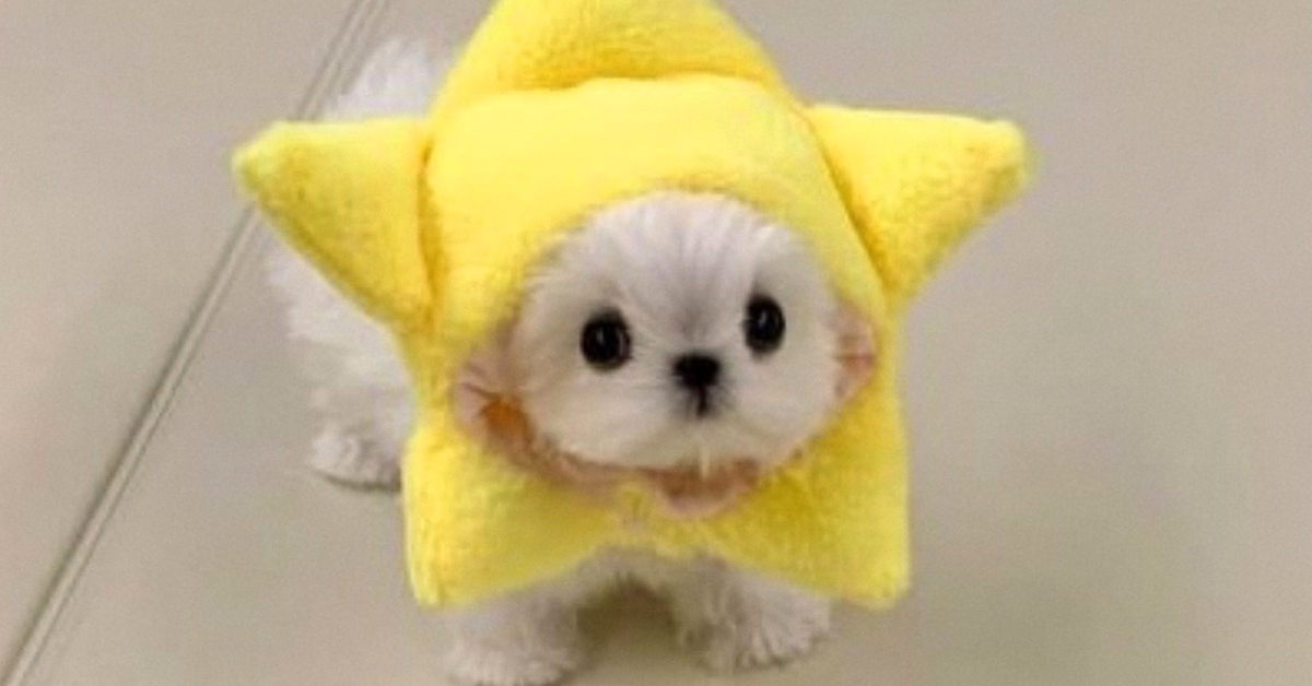 Daily Afternoon Randomness | Random Memes, Photos & Gifs - theCHIVE