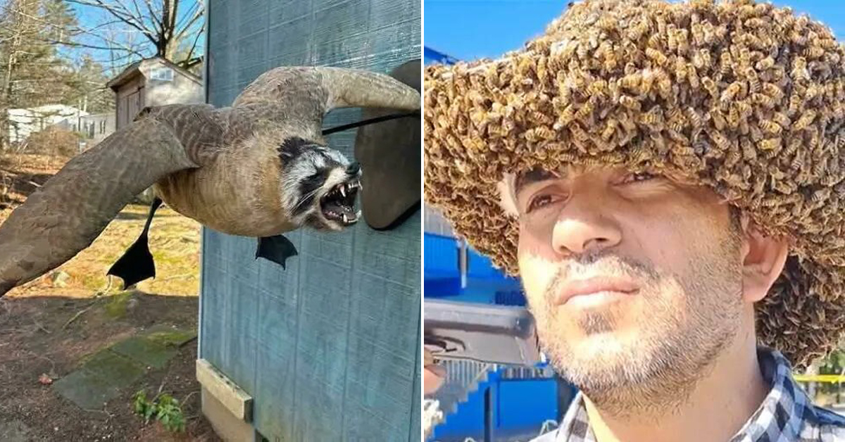 Nonsensical images that are bizarre beyond comprehension