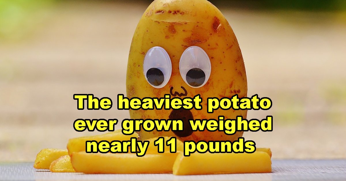 15 snackable facts about potatoes in honor of the national holiday