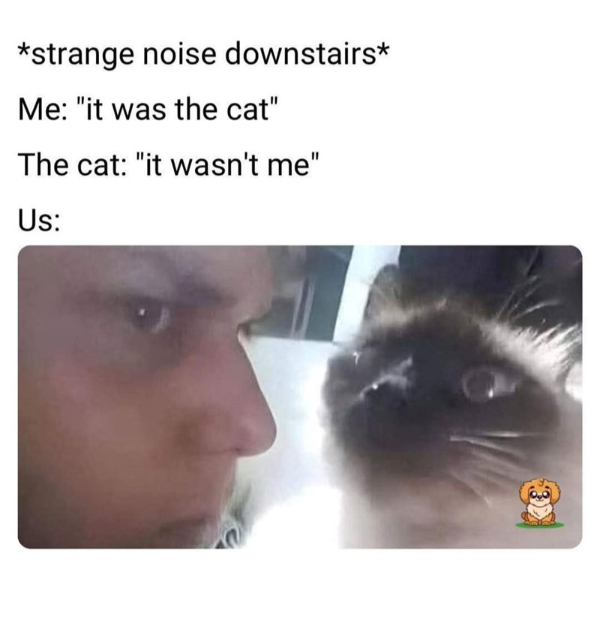 Cat Saturday Is in Full Swing Baaabyy!