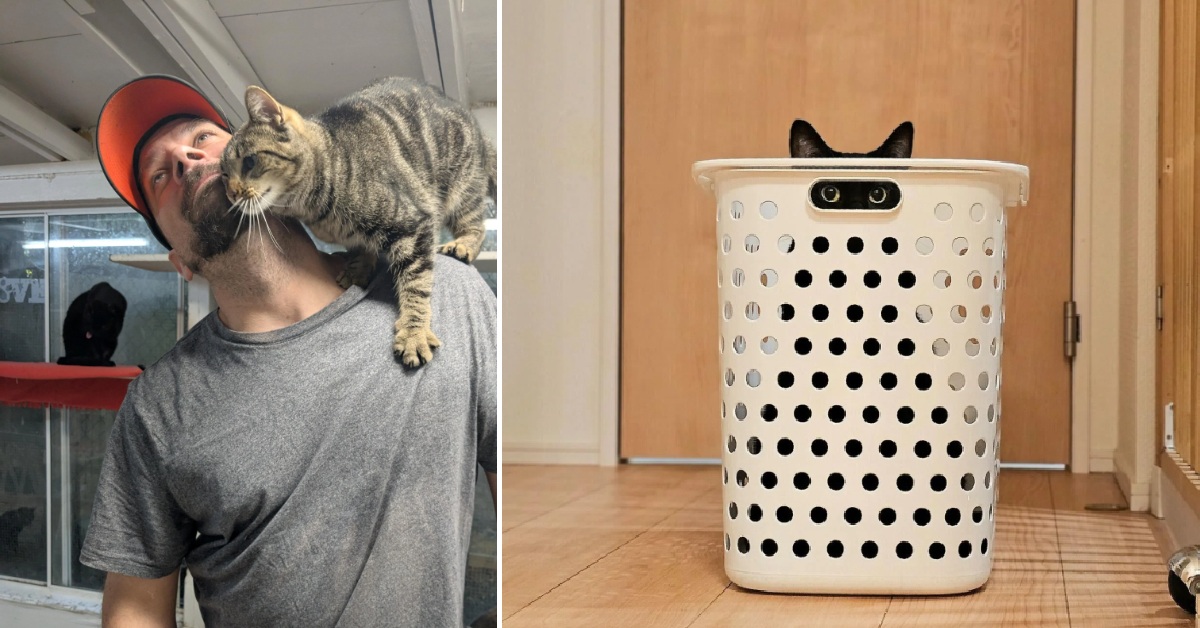 Cat Saturday: Hip Hip Hooray!