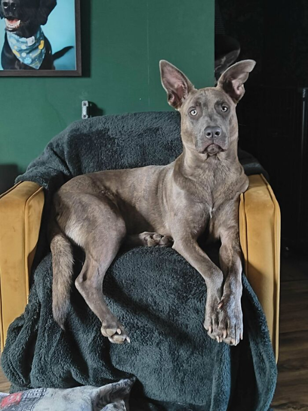 Newly Adopted Animals Make Any Day Better