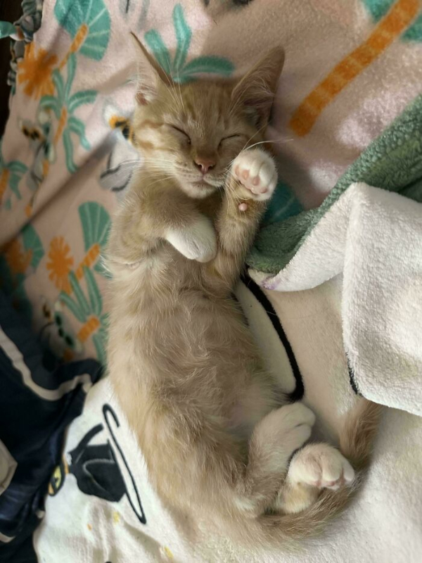 Newly Adopted Animals Make Any Day Better