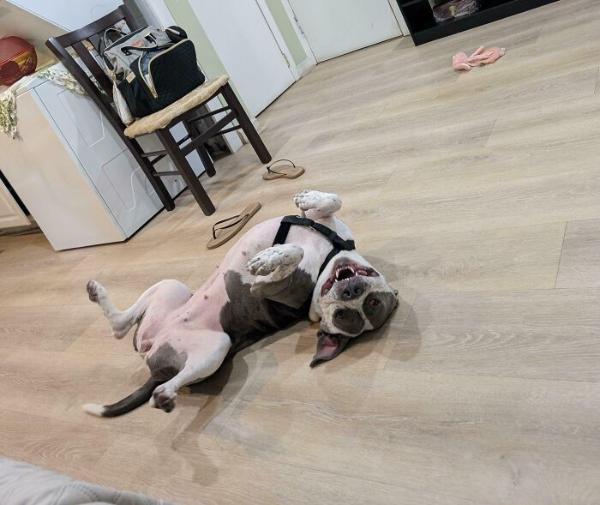 Newly Adopted Animals Make Any Day Better