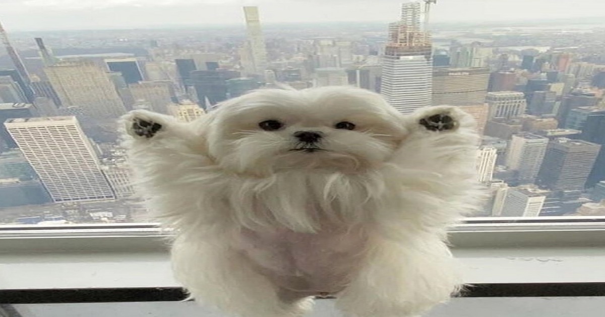 Dogs are Endless Entertainment Photo Compilation Funny, Cute Pictures