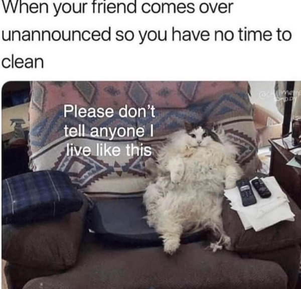 Don’t Start Saturday Without the Cats!