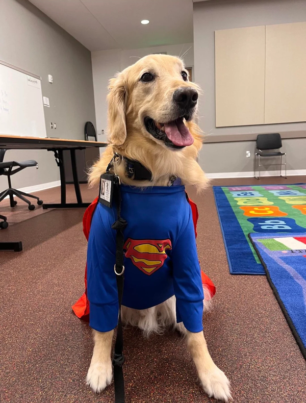 You've been a good boy! Treat yourself to some dogs with jobs