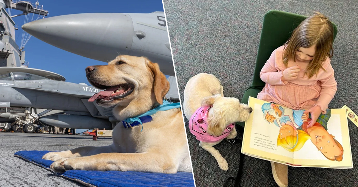 You've been a good boy! Treat yourself to some dogs with jobs