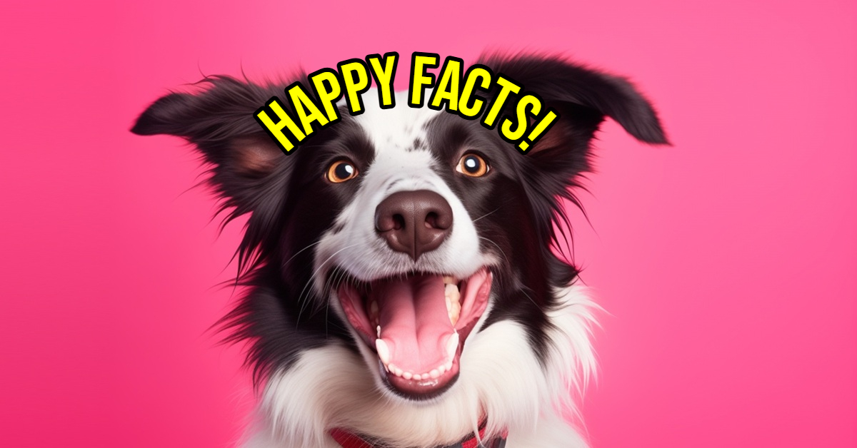Feeling Down? Happy Facts Have Your Back!