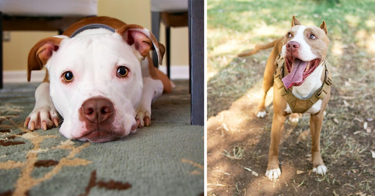 Please Enjoy These Pics of Pit Bulls Living Their Best Lives