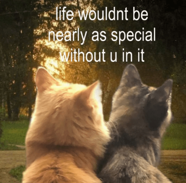 Don’t Start Saturday Without the Cats!