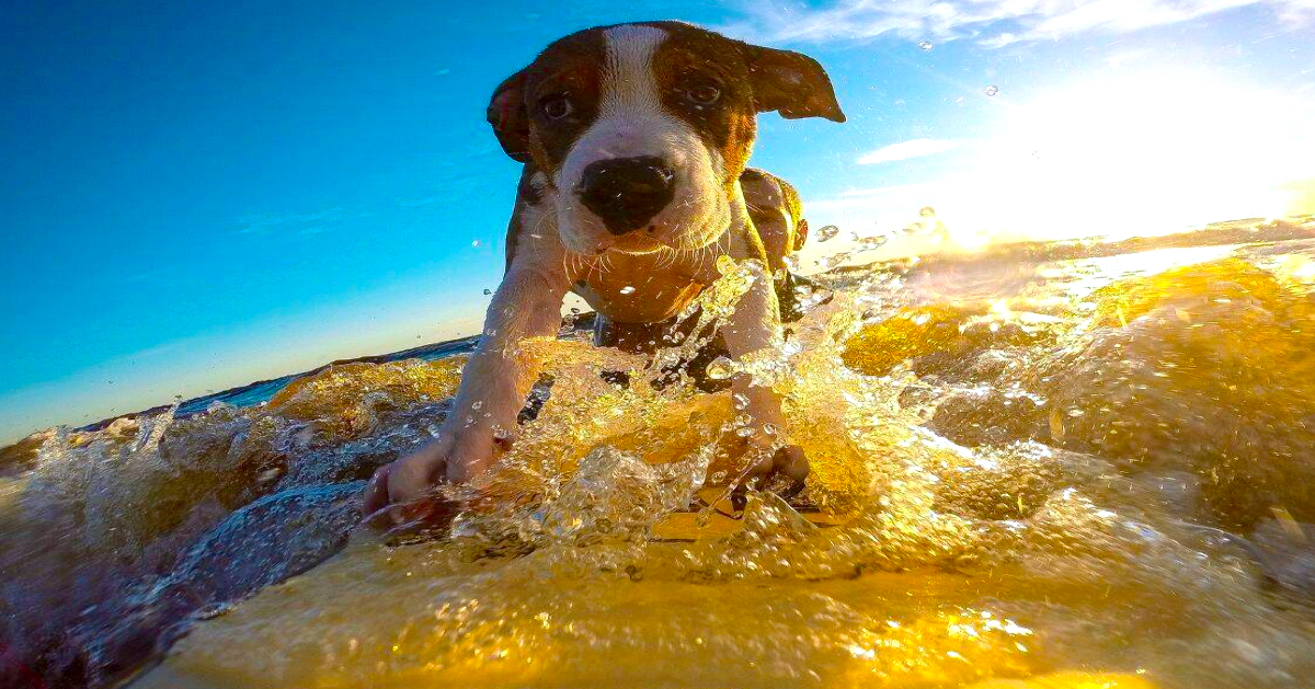 Daily Morning Awesomeness | Awesome Morning Pics, Gifs & More - theCHIVE