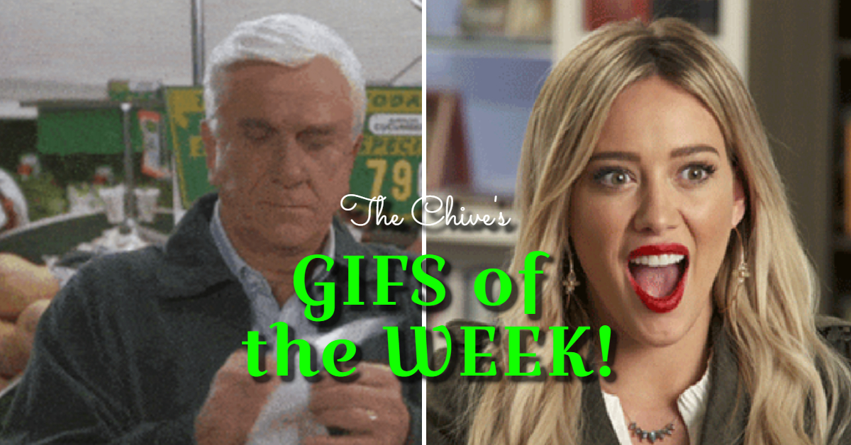 Funny Gifs | Best Gifs Ever - theCHIVE