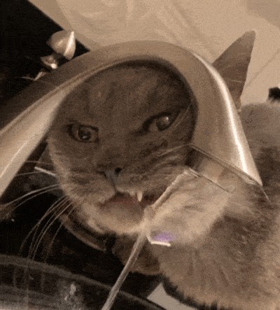 GIFs that kept GIF-ing all damn week