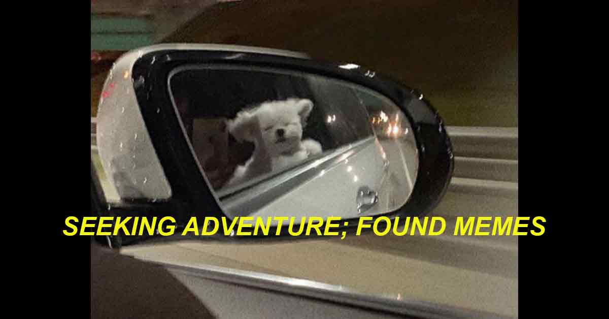 Seeking Adventure; Found Memes