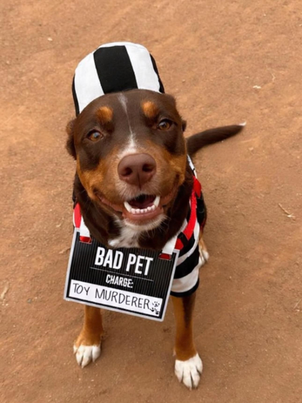 Dogs Are Awesome!